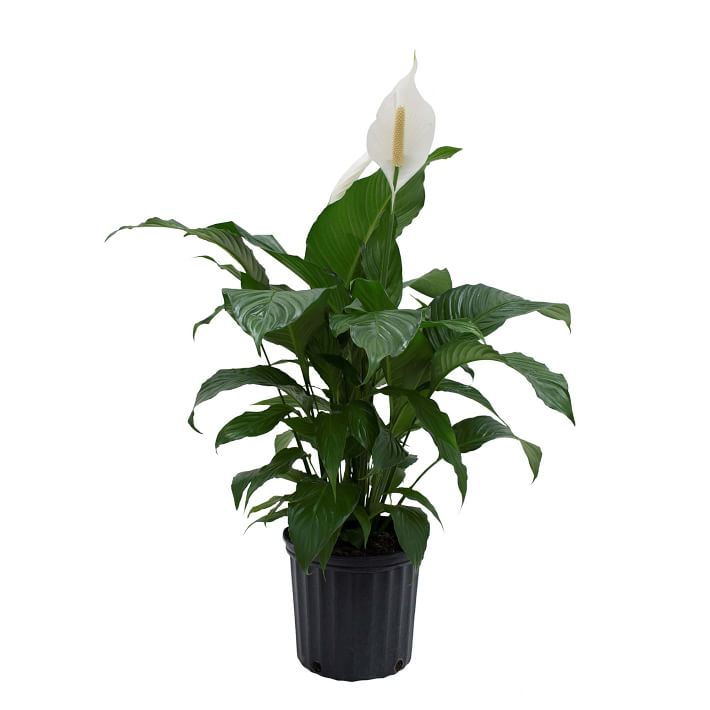 Live 10" Spath Plant | Pottery Barn Teen