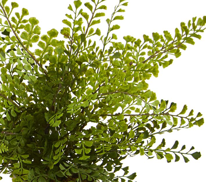 Assorted Ferns with Planter Artificial Plant S/3 | Pottery Barn Teen